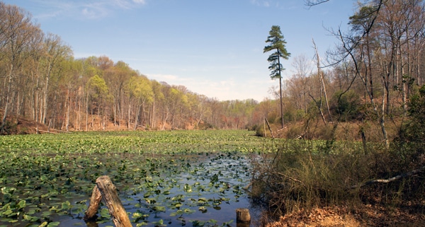 Summer Fun: Hike the Bacon Ridge Natural Area - Chesapeake Family