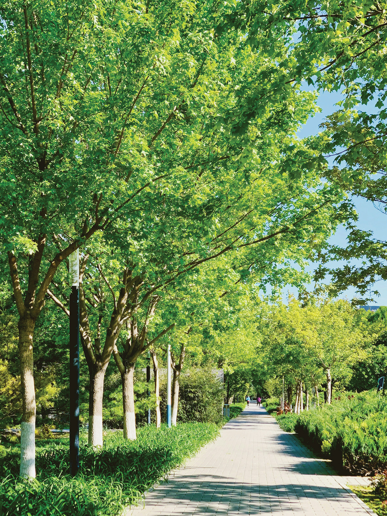 Make a Positive Impact by Planting a Tree - Chesapeake Family