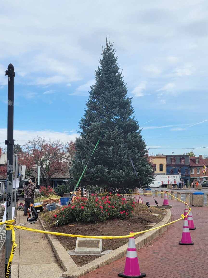 Grand Illumination of Annapolis Christmas Tree on Sunday - Chesapeake ...
