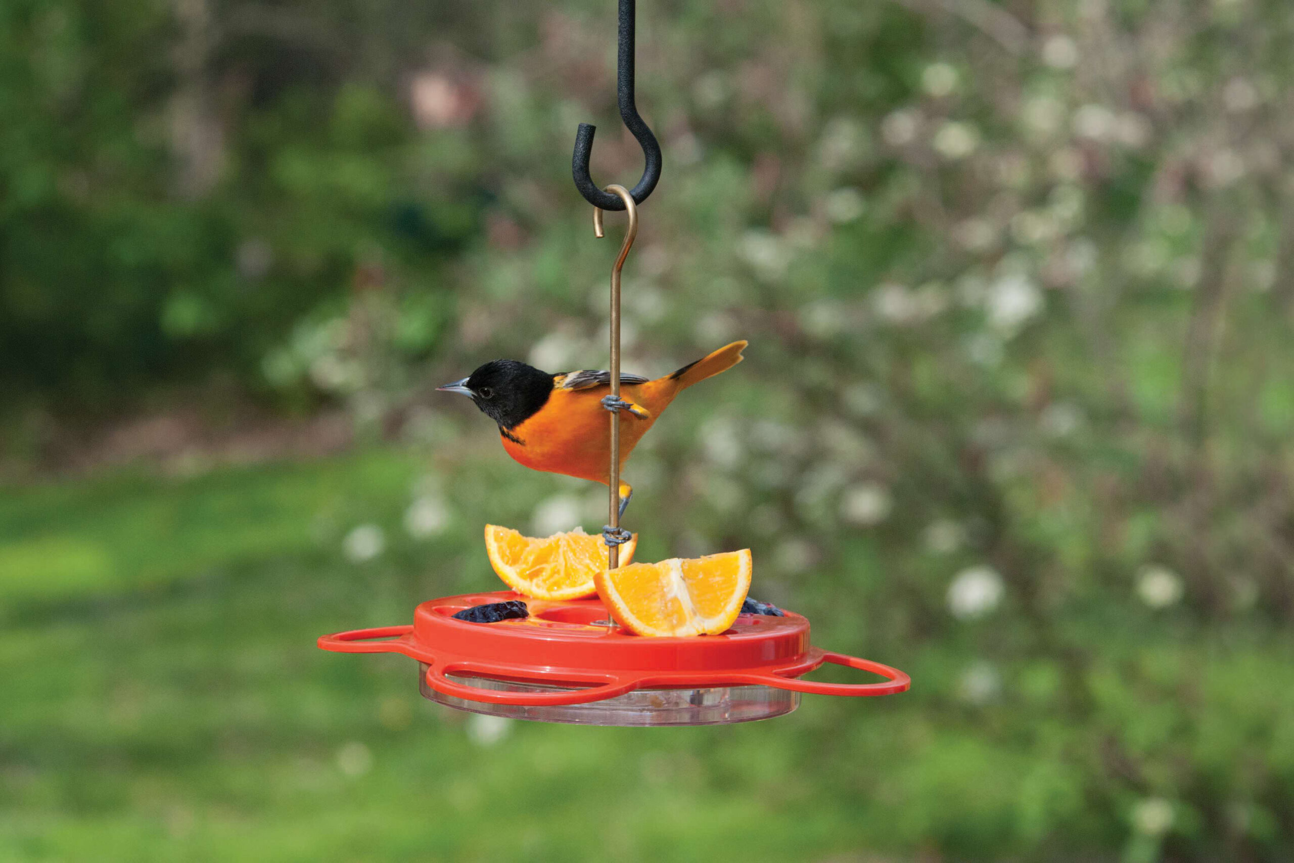 The Doors to Nature Are Now Open! Visit the New Wild Birds Unlimited of ...